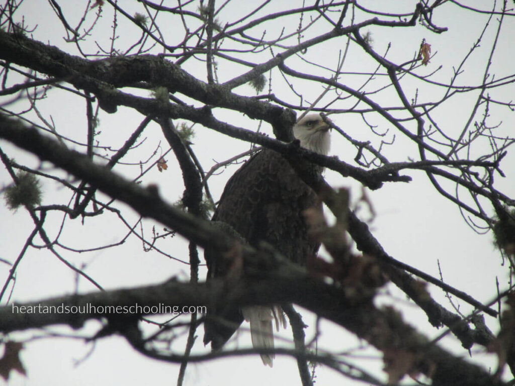 Bald Eagle Life Cycle Activities - Heart and Soul Homeschooling
