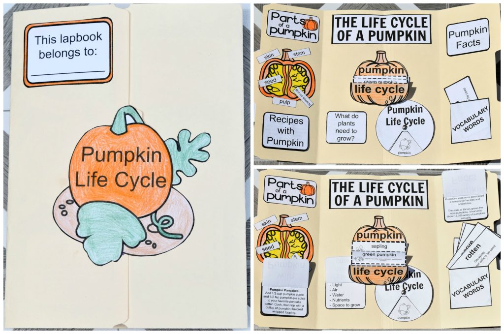 Pumpkin Life Cycle Lapbook - Heart and Soul Homeschooling